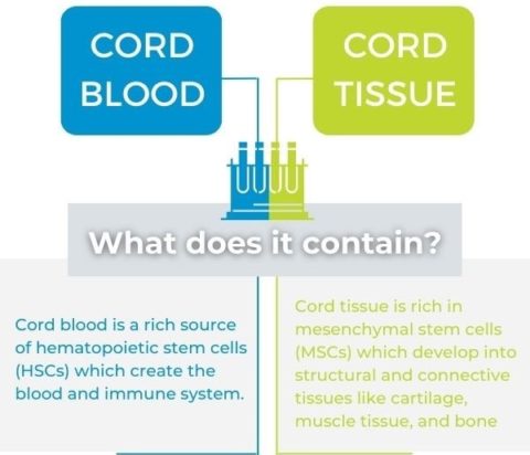 Do you know the difference between cord blood and cord tissue? - Cells ...