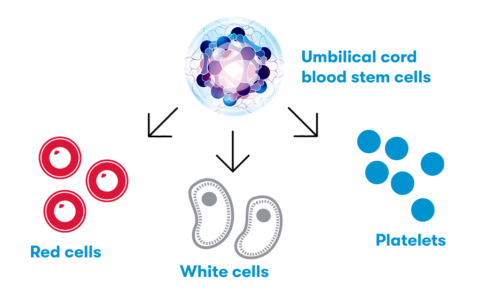 What is cord blood - Cells For Life